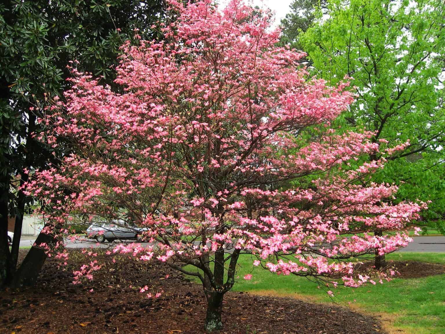 Everything You Need to Know About Dogwood Trees: Planting, Blooming and ...